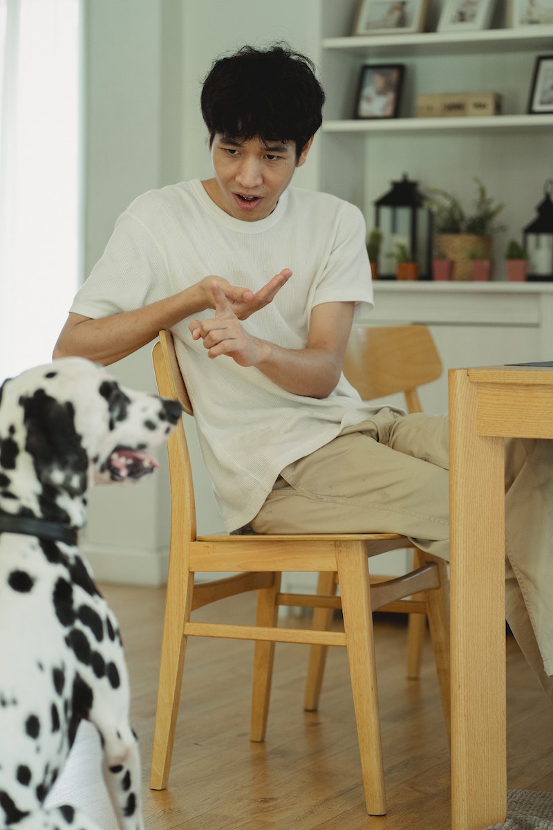 How to understand the dog language