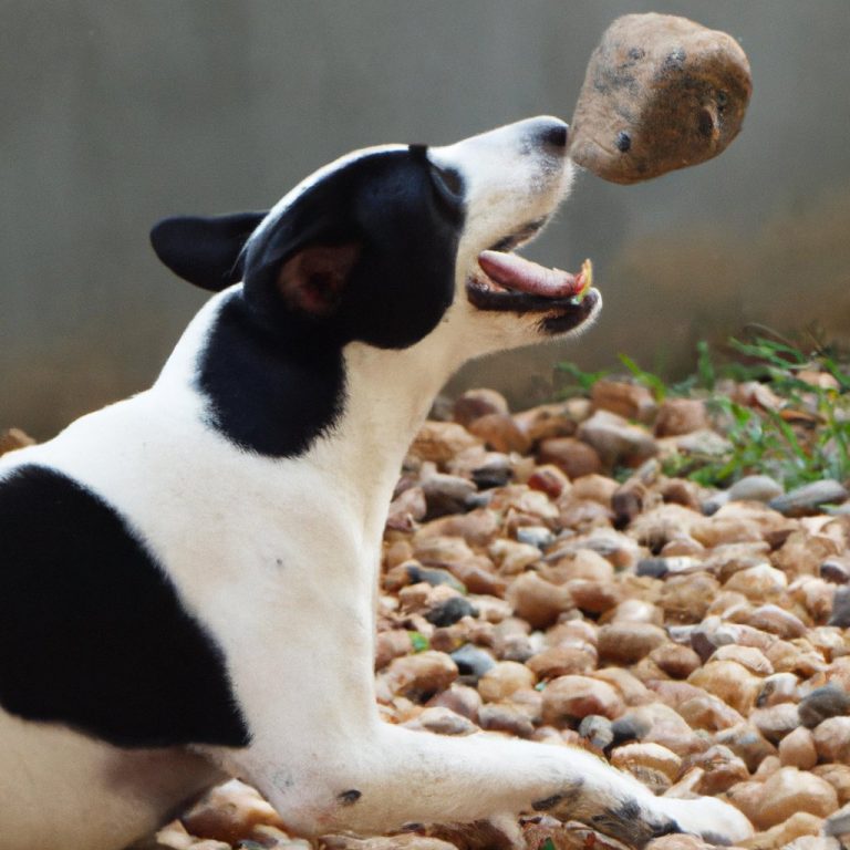 Why dogs should not play with rocks - wagwagtail