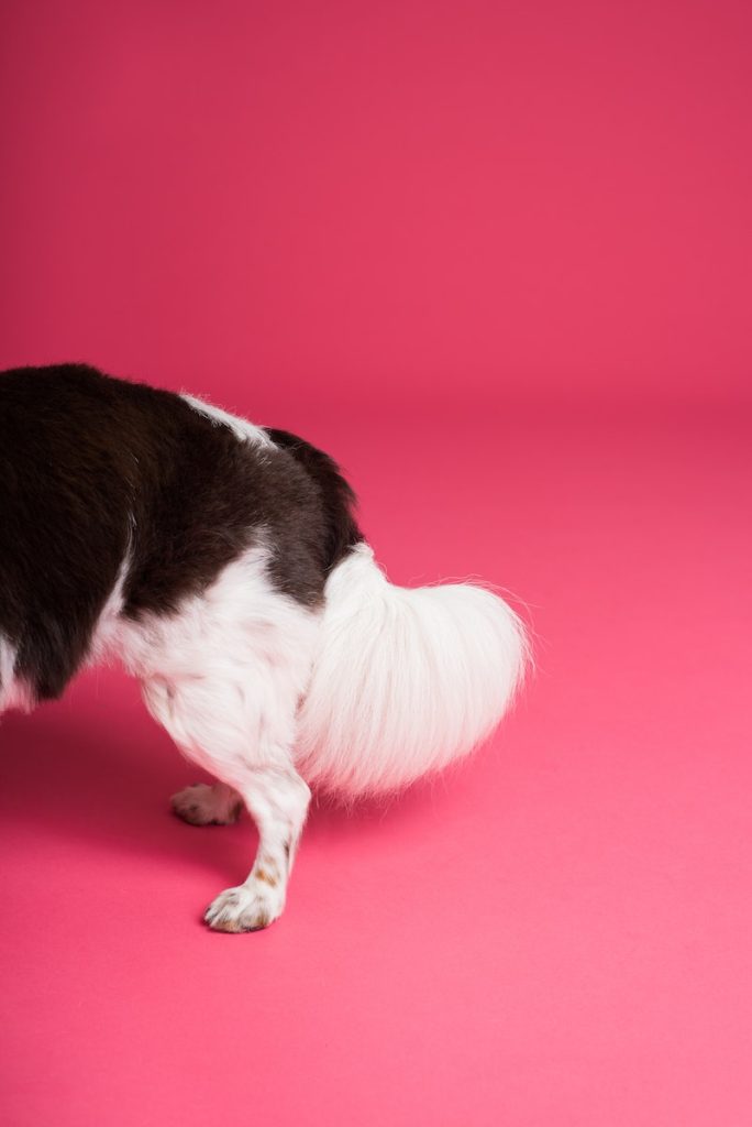 Why dogs wag their tails?