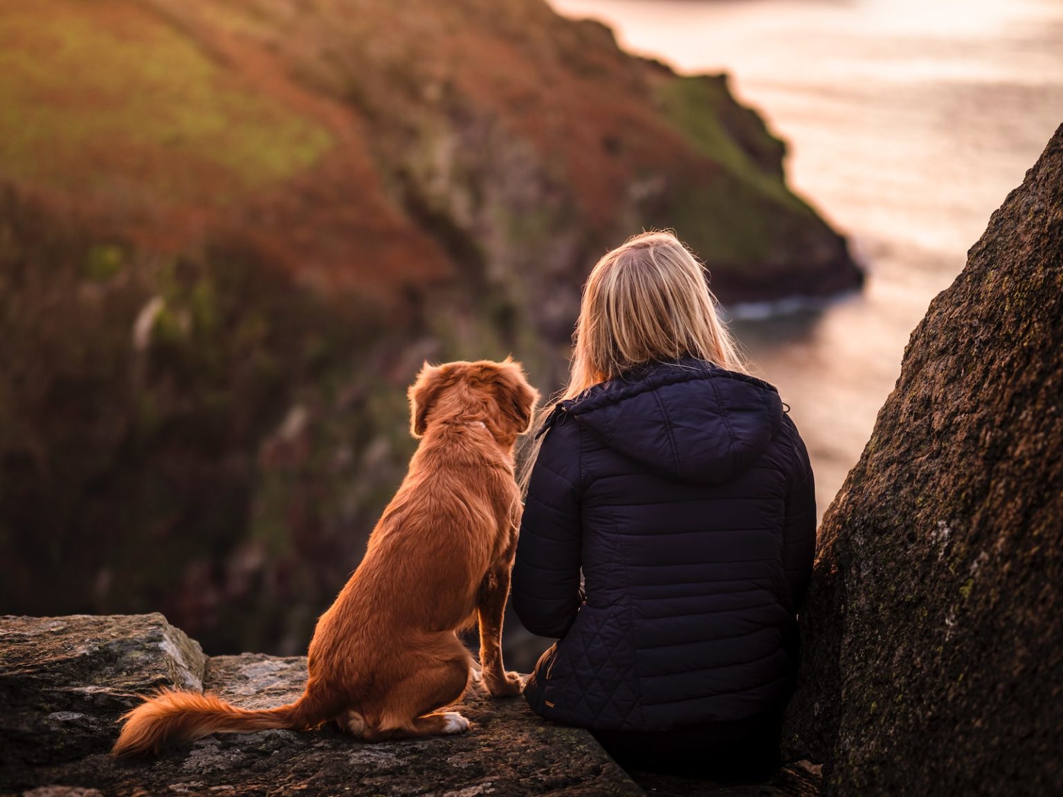 Do dogs pick a favorite owner? - wagwagtail