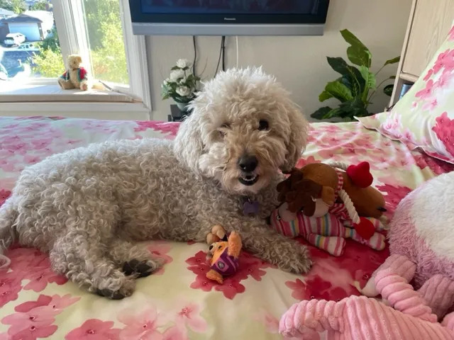 A Lucky Dog